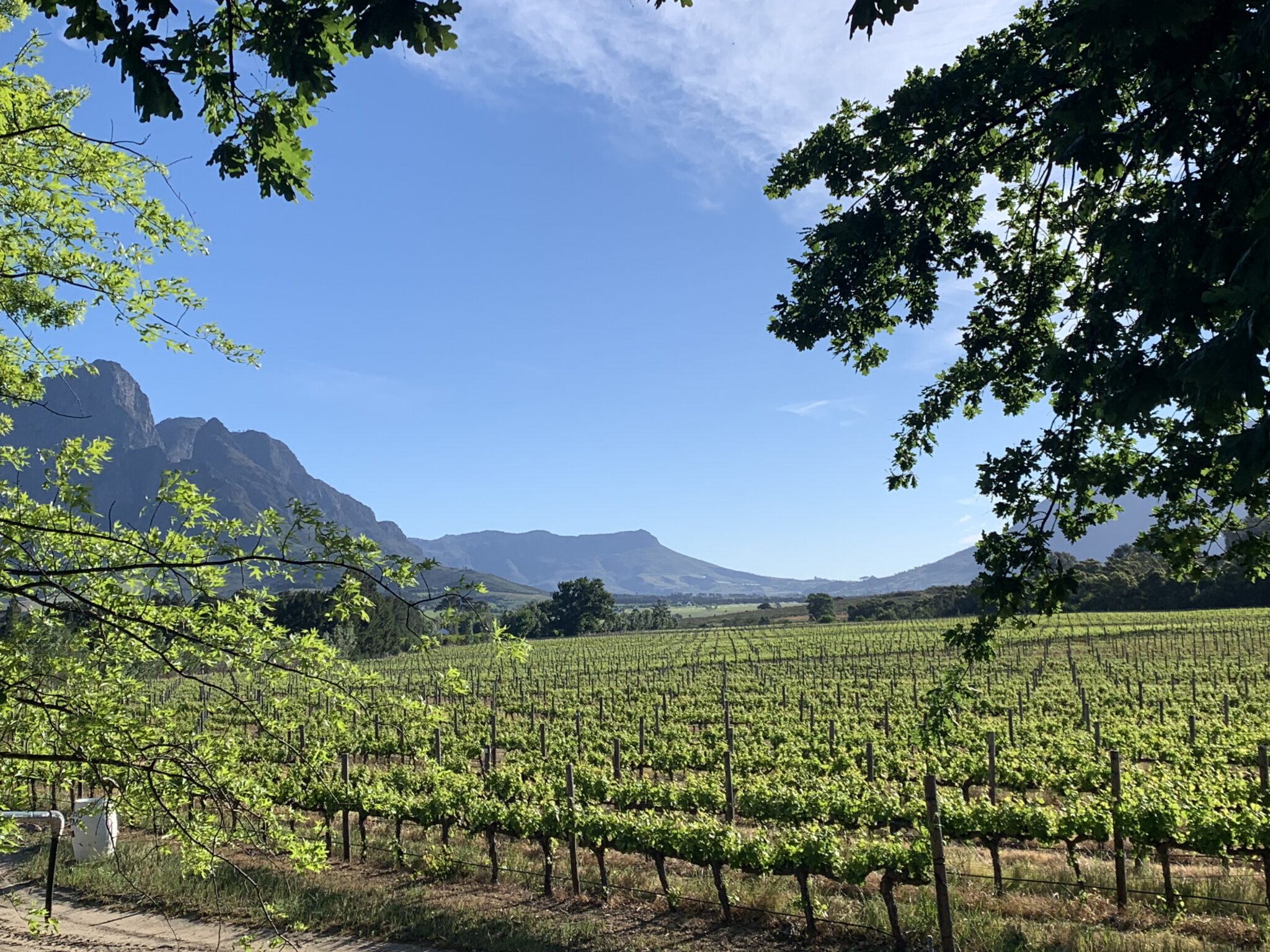 Wine – LYNX Collection | Qualität in Südafrika