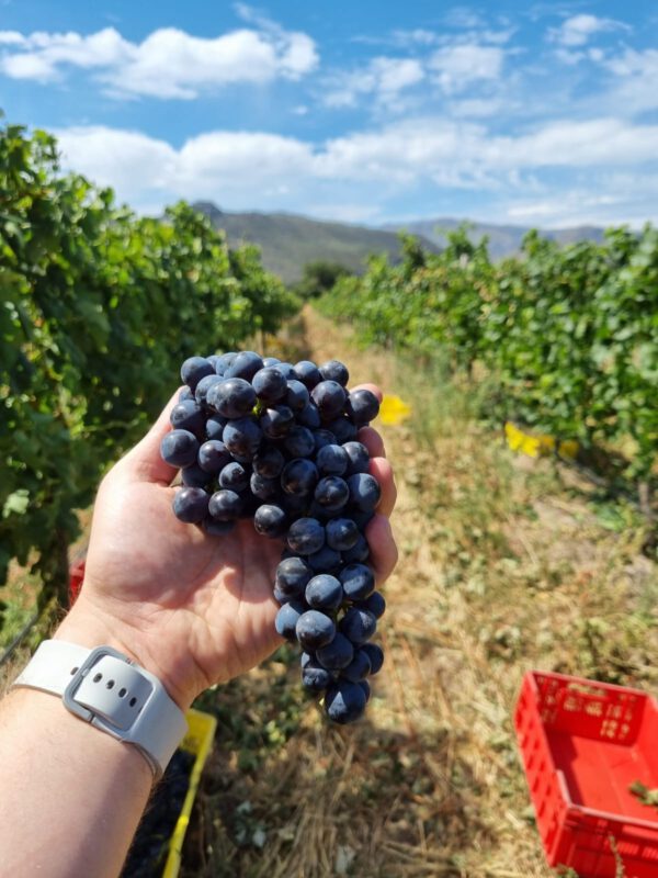 Wine – LYNX Collection | Qualität in Südafrika